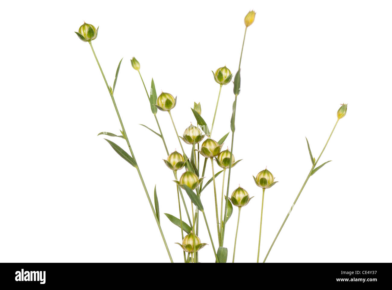 Flax plant stem hi-res stock photography and images - Alamy