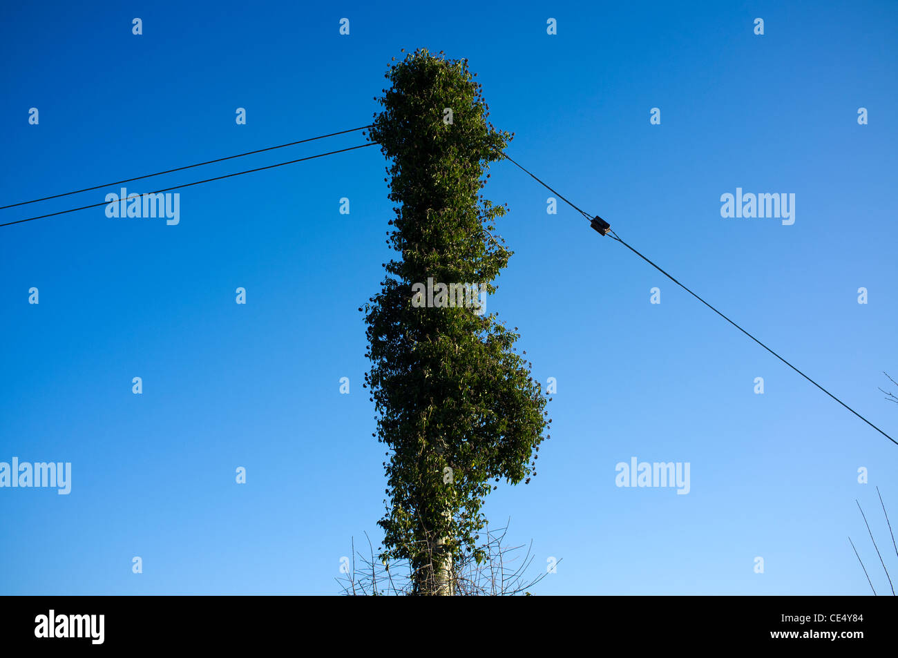 Ivy covered telegraph pole and power cable in the Surrey countryside ...