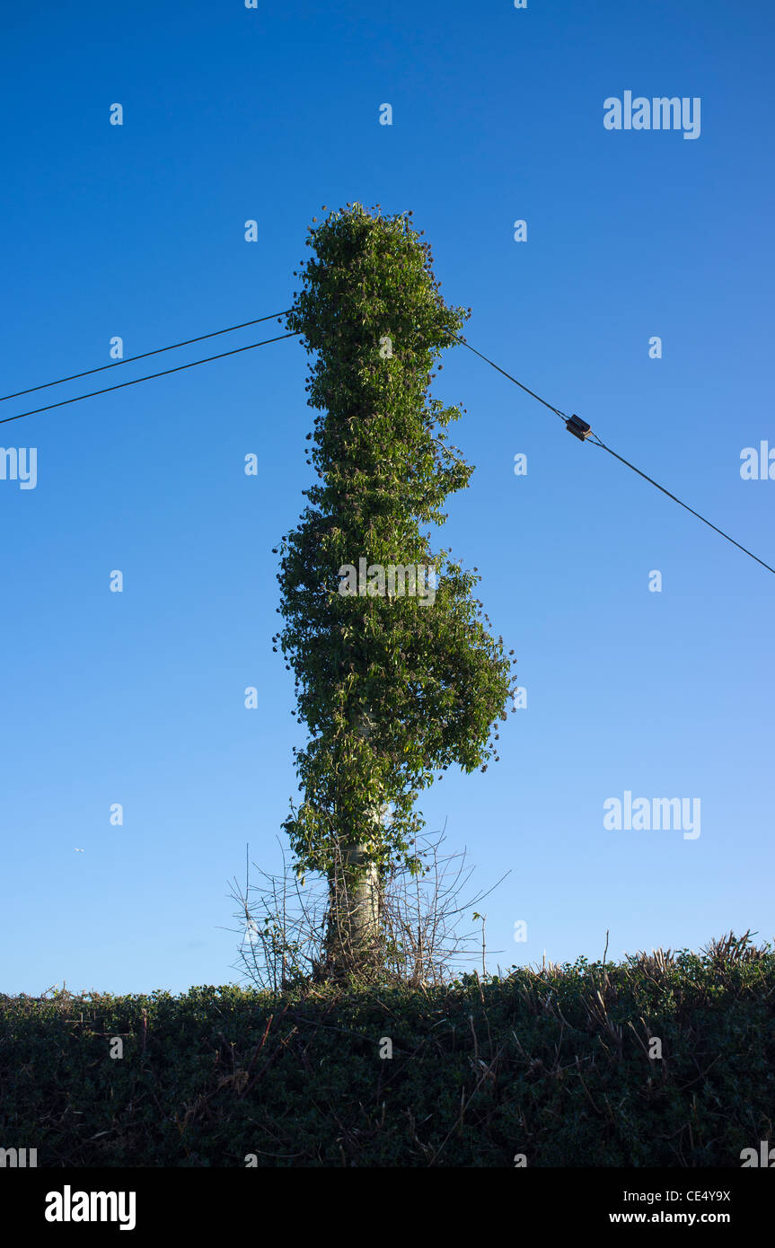 Ivy covered telegraph pole and power cable in the Surrey countryside ...