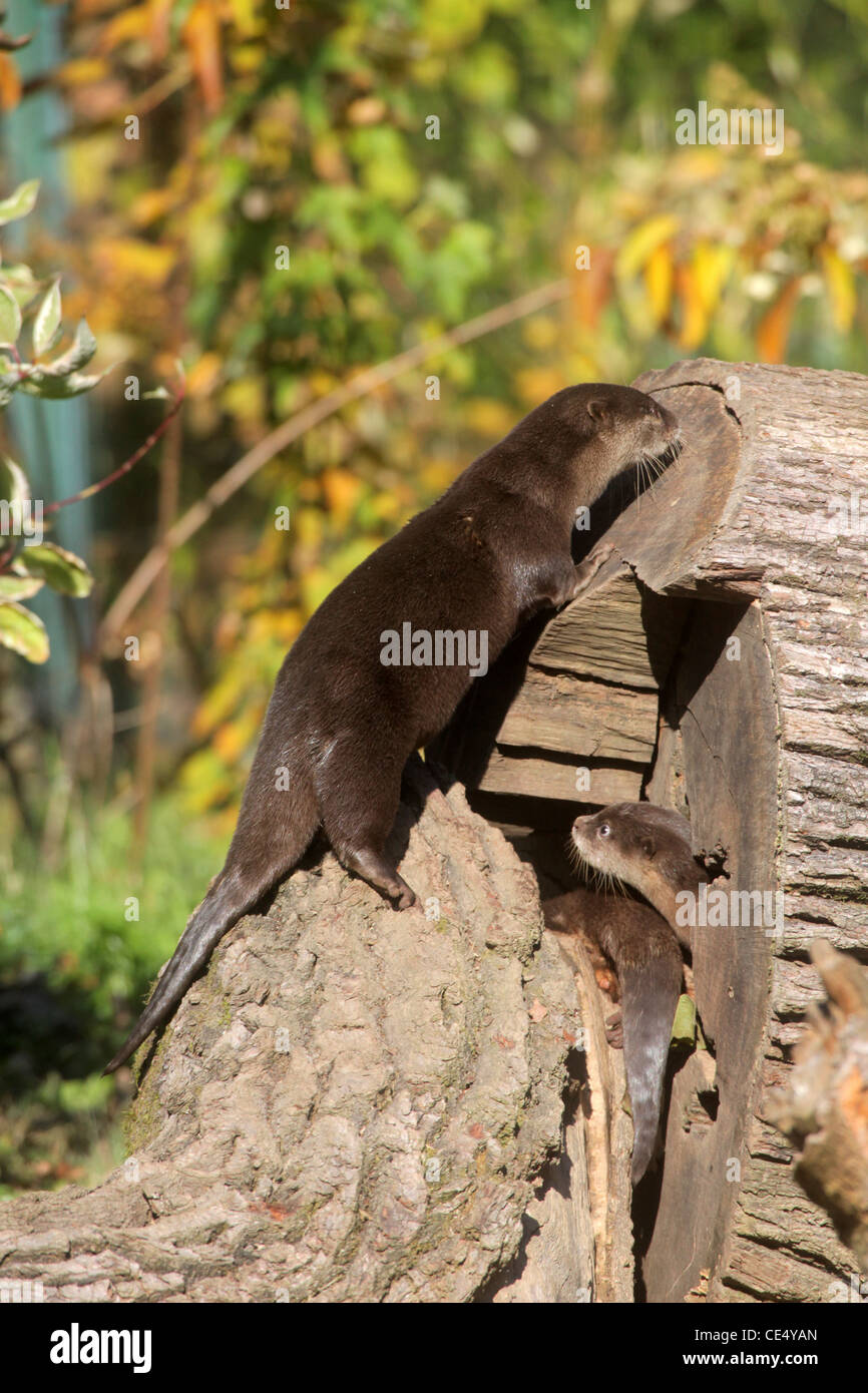 Chinese Dwarf Otter Stock Photo - Alamy