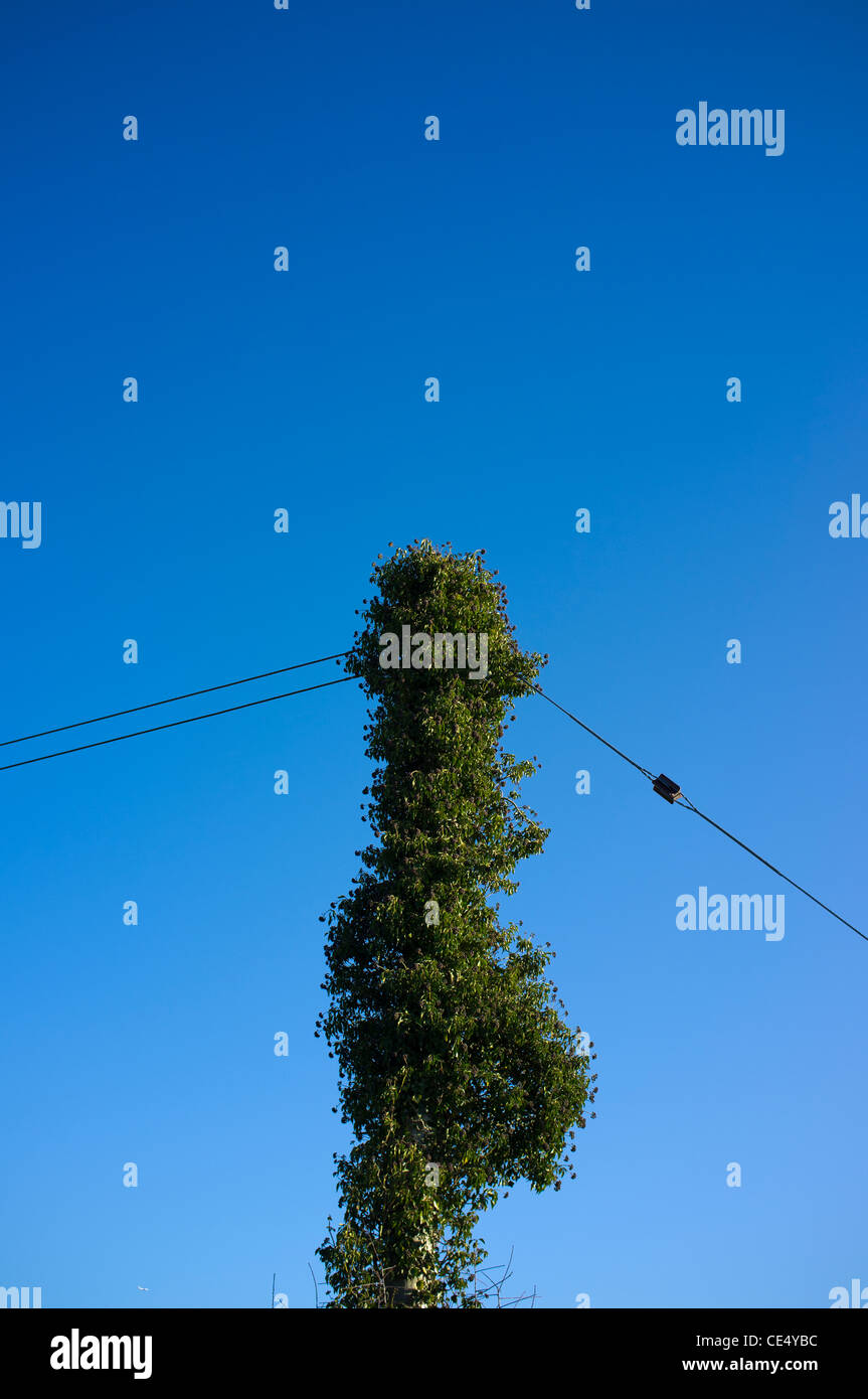 Ivy covered telegraph pole and power cable in the Surrey countryside ...