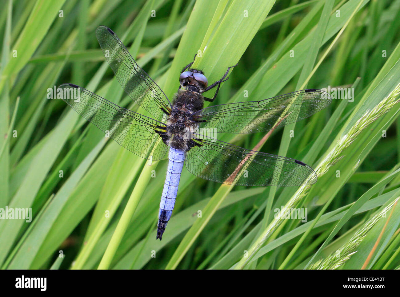 Scarce Chaser Dragonfly Stock Photo - Alamy