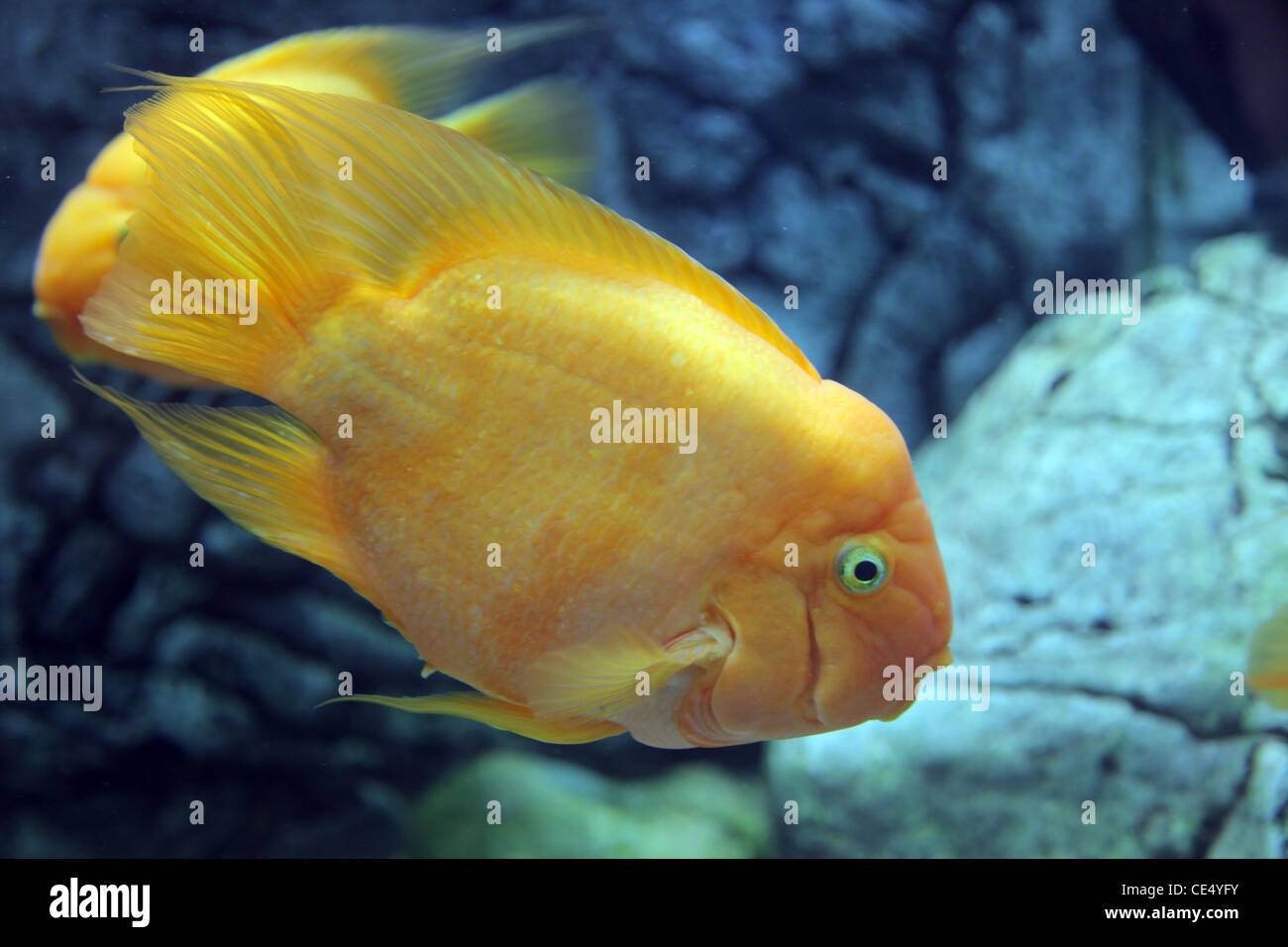 Amphilophus citrinellus hi-res stock photography and images - Alamy