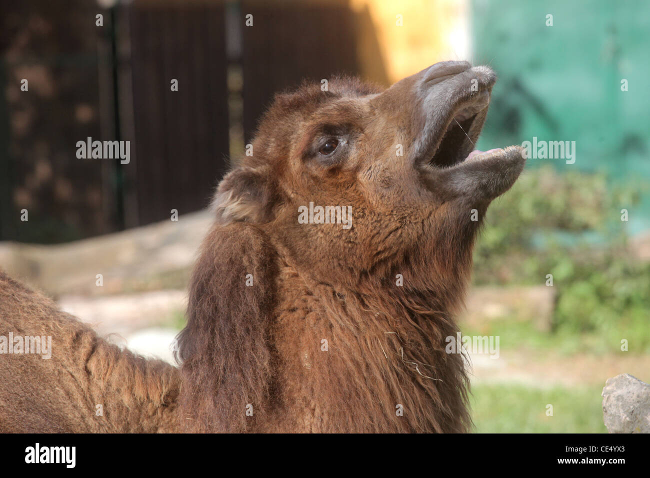 Camel yawning hi-res stock photography and images - Alamy