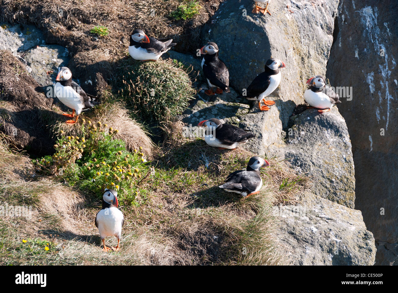 puffin colony in Vik Stock Photo - Alamy