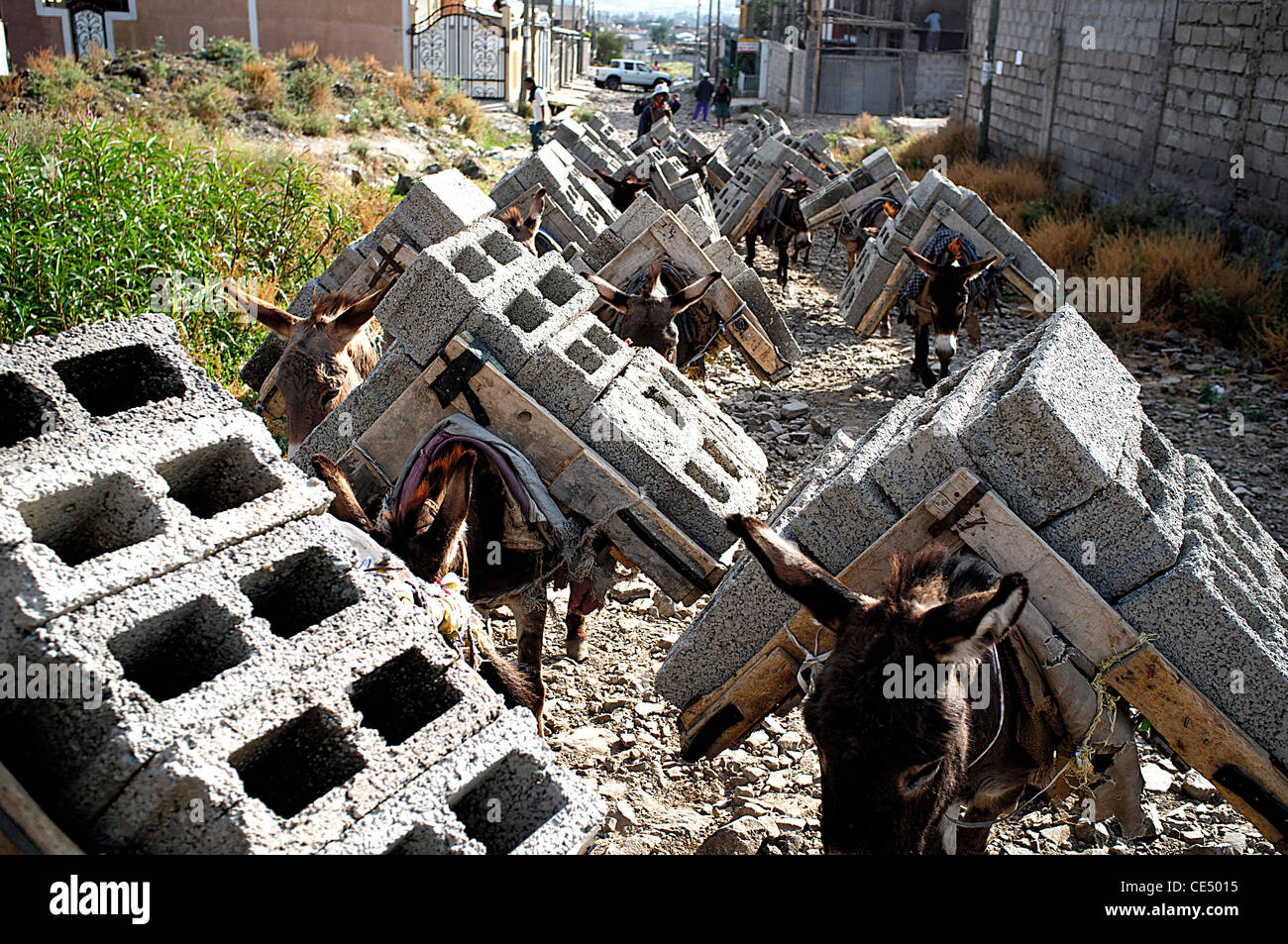 Working donkeys hi-res stock photography and images - Alamy
