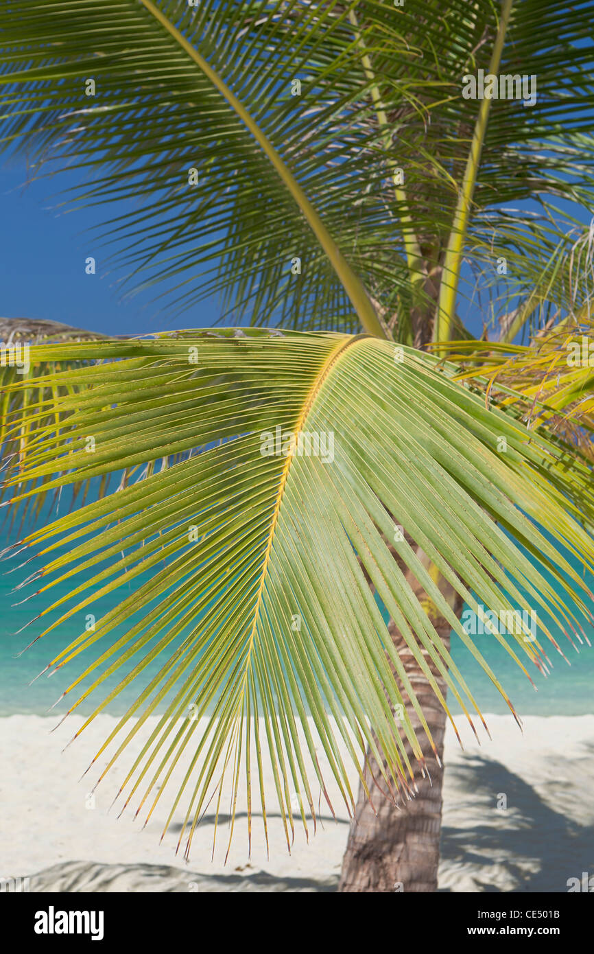 Thailand sandy beach tree hi-res stock photography and images - Alamy