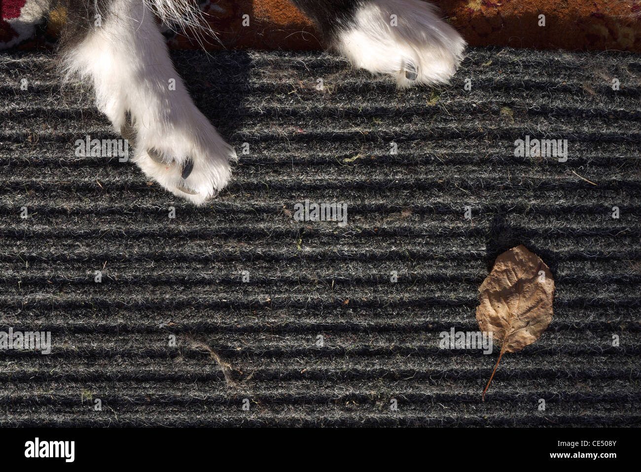The feet of a sleeping boarder collie resting on the mat with a leaf ...