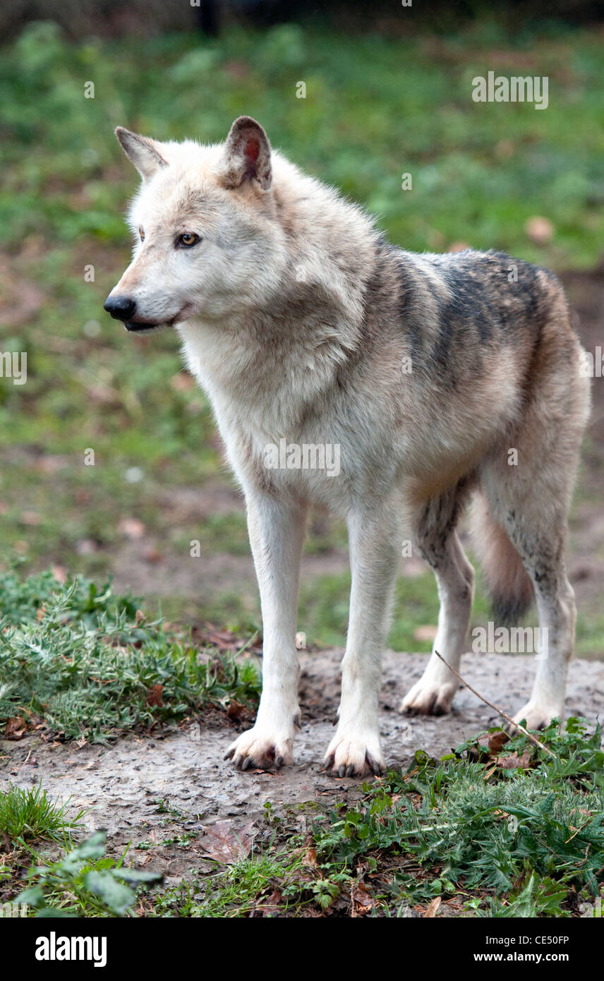 Canadian timber wolf hi-res stock photography and images - Alamy