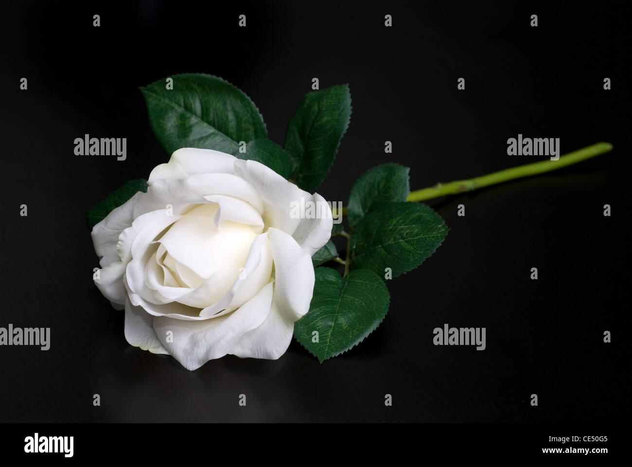 White single rose on a black background Stock Photo - Alamy