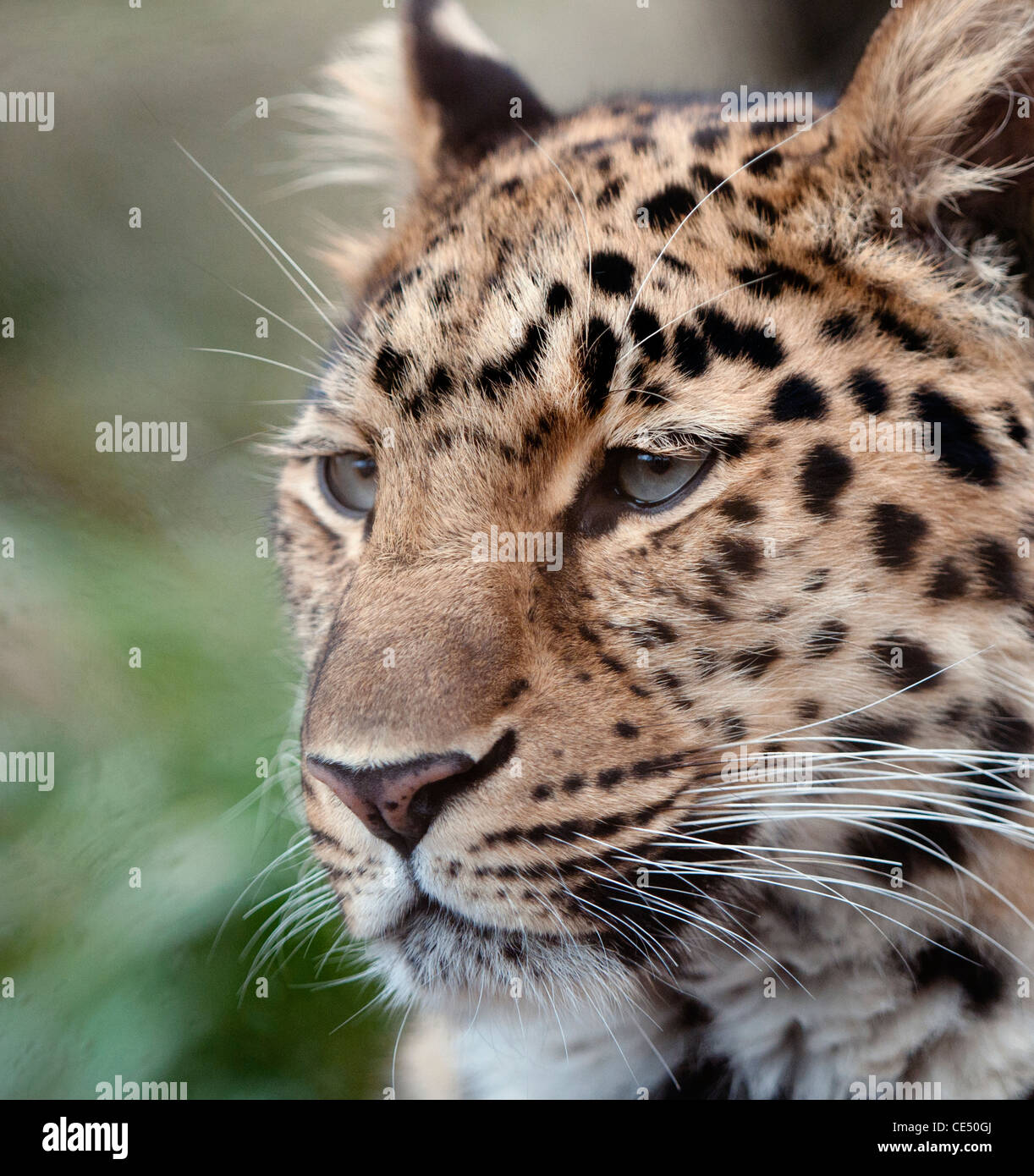 Female Amur leopard (close-up Stock Photo - Alamy