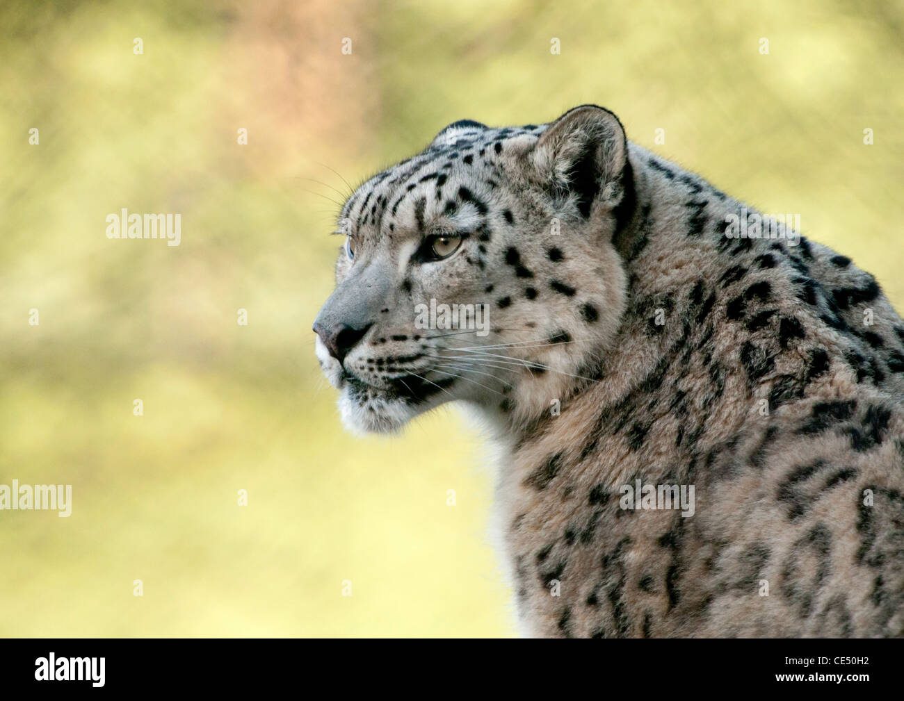 Female snow leopard Stock Photo - Alamy