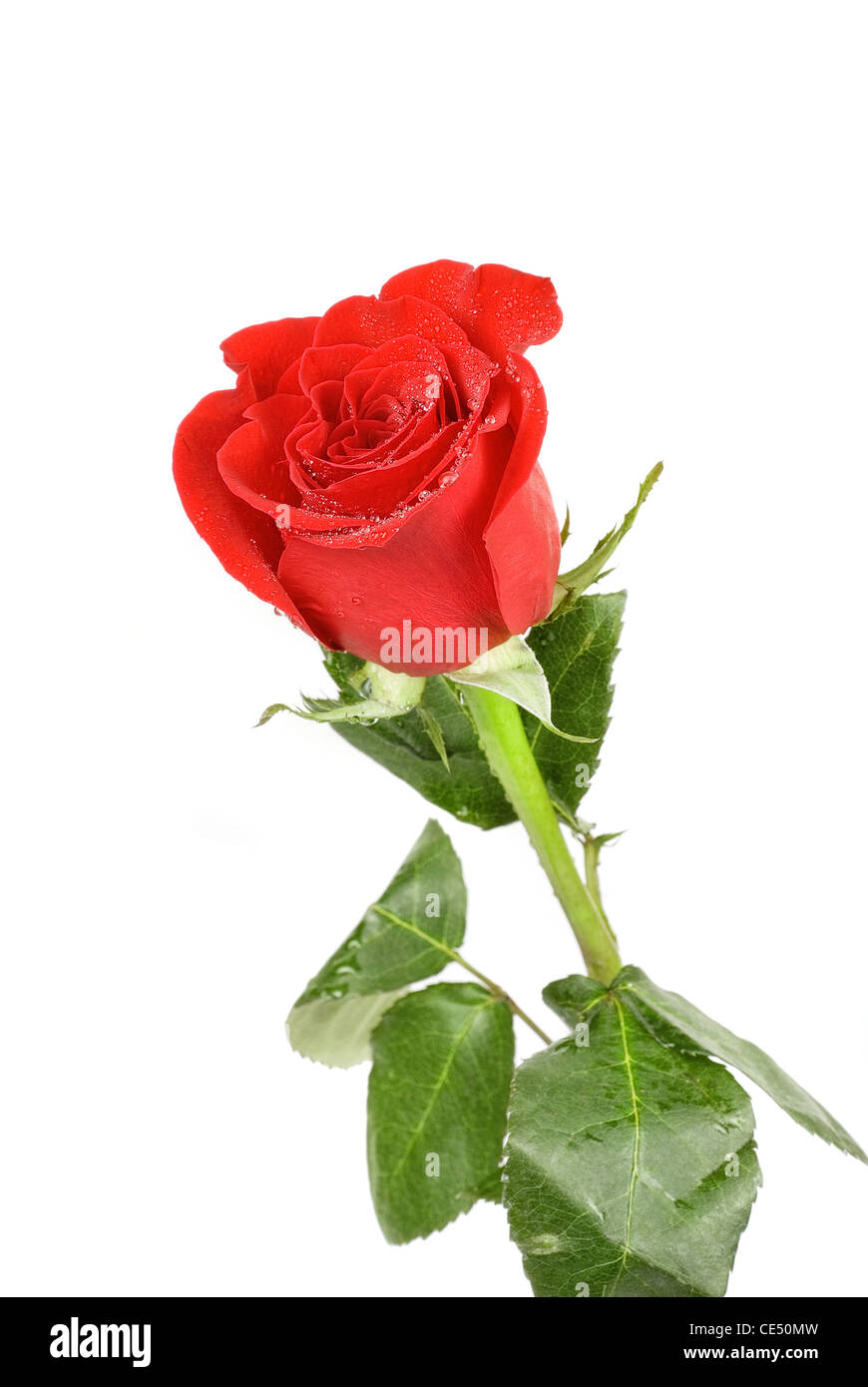 red rose flower isolated on a white Stock Photo - Alamy