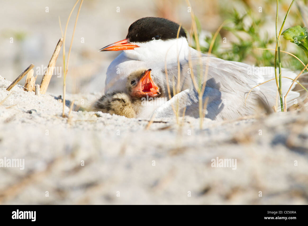 Growing fledglings hi-res stock photography and images - Alamy