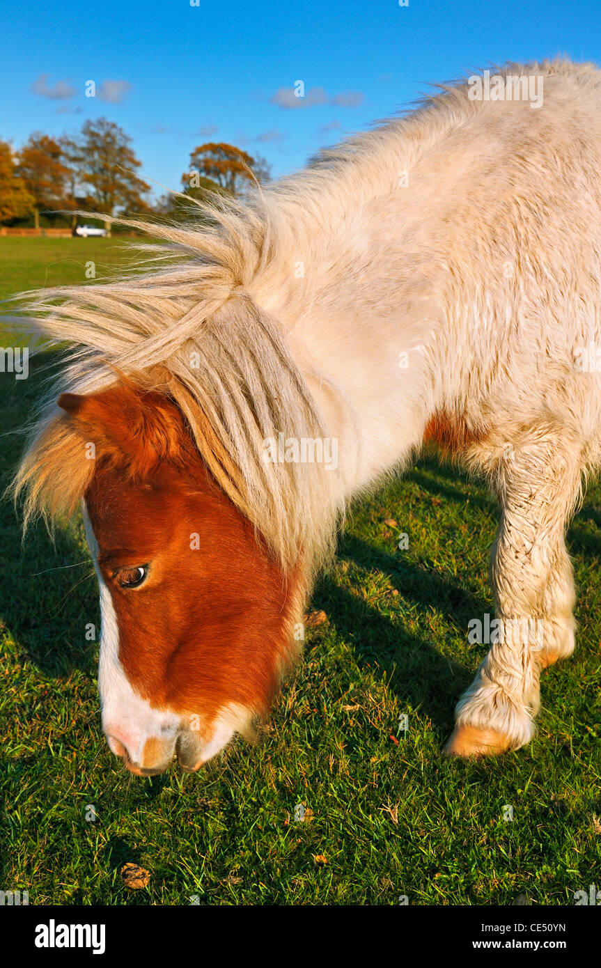 Shetland pony profile hi-res stock photography and images - Alamy
