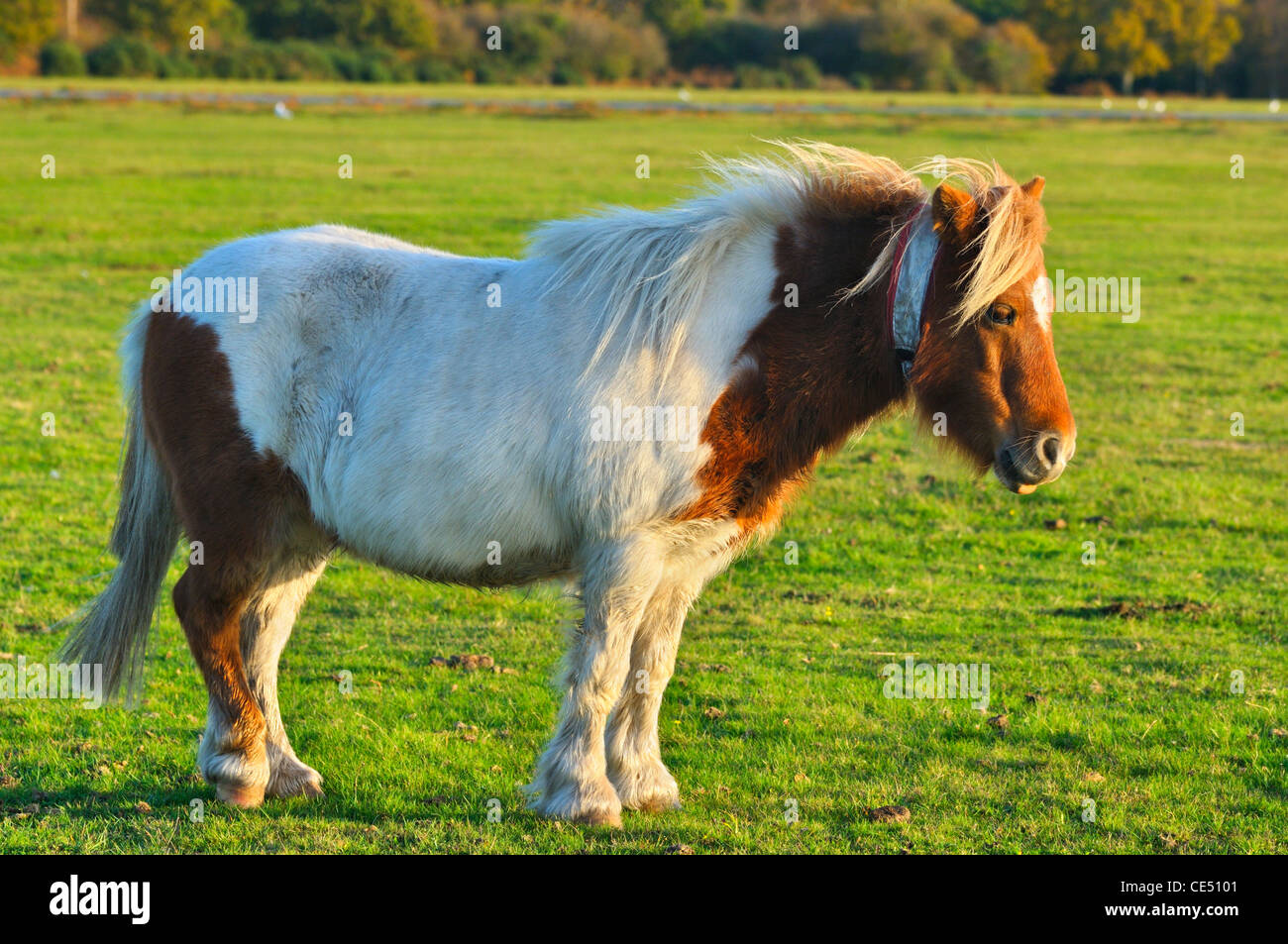 Shetland pony hi-res stock photography and images - Alamy