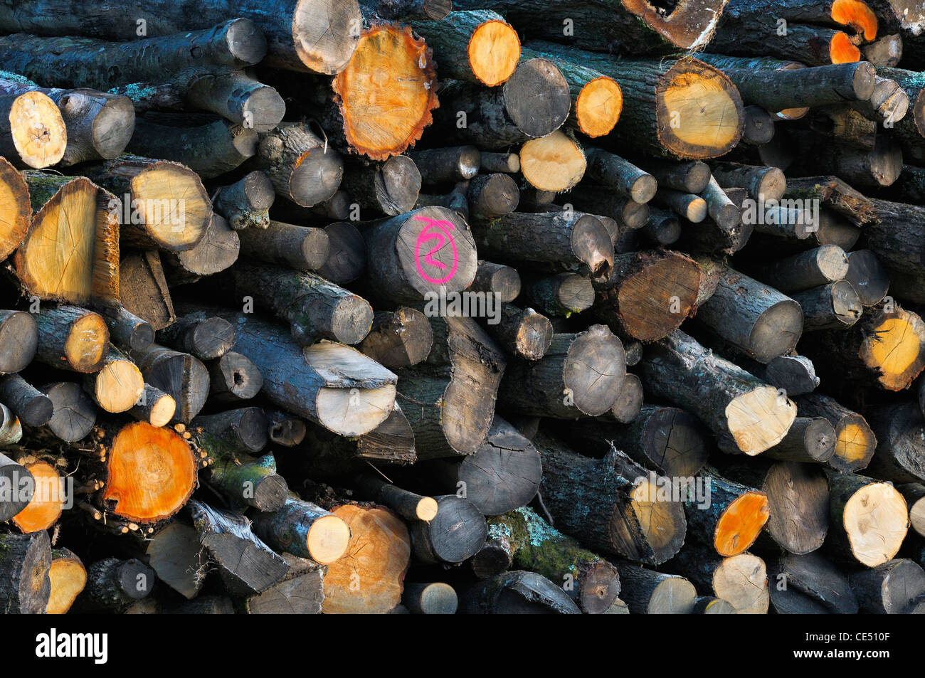 Sawn timber pile hi-res stock photography and images - Alamy