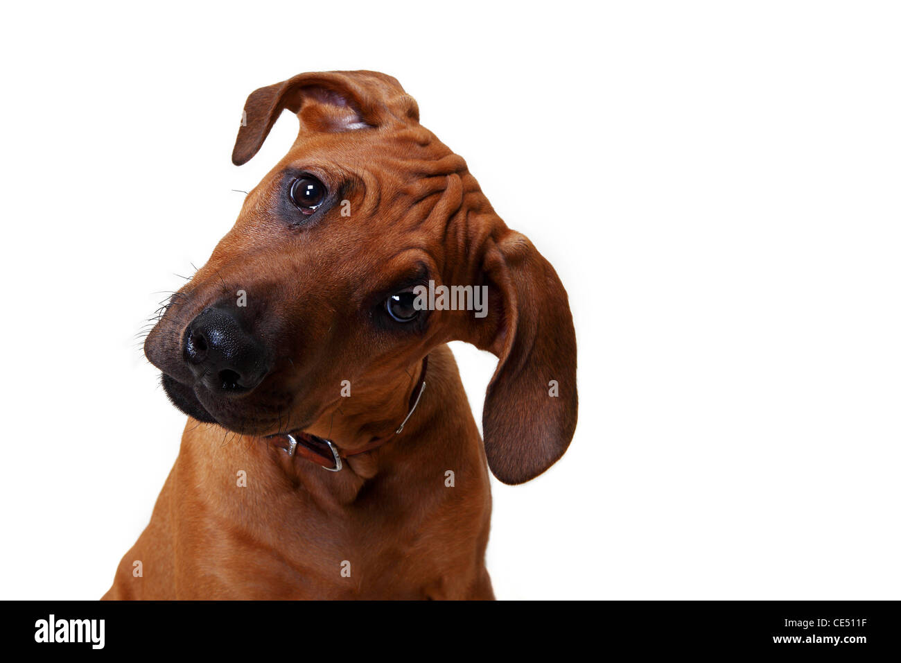Rhodesian ridgeback hi-res stock photography and images - Alamy