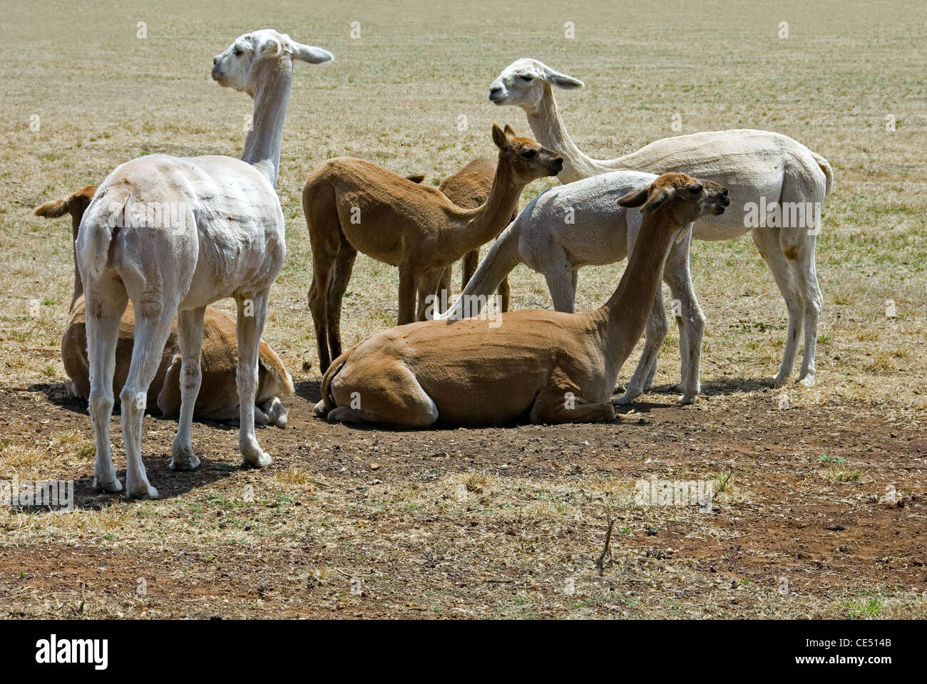 A group of Alpacas in a drought affected paddock Stock Photo - Alamy