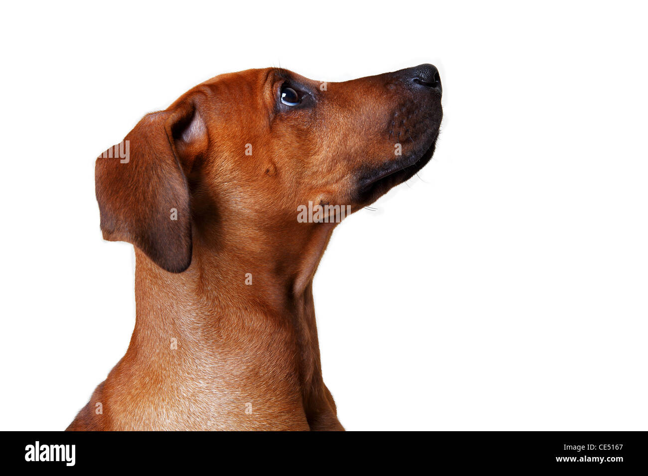 Rhodesian ridgeback hi-res stock photography and images - Alamy