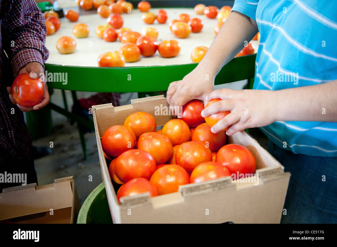 Workers loading cardboard box of tomatoes off of a sorter on a farm ...