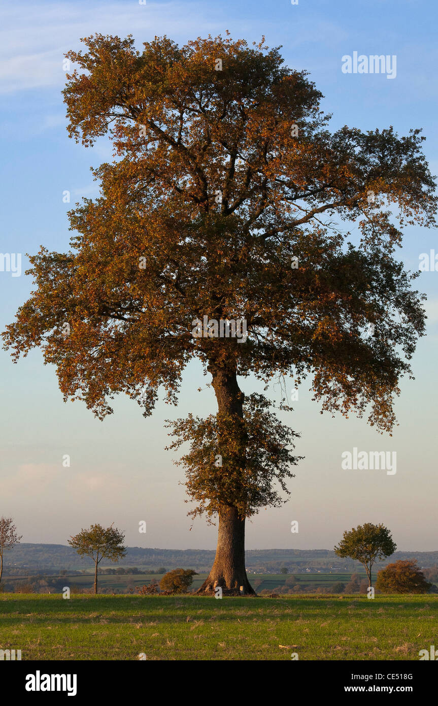 A tree in a field Stock Photo - Alamy