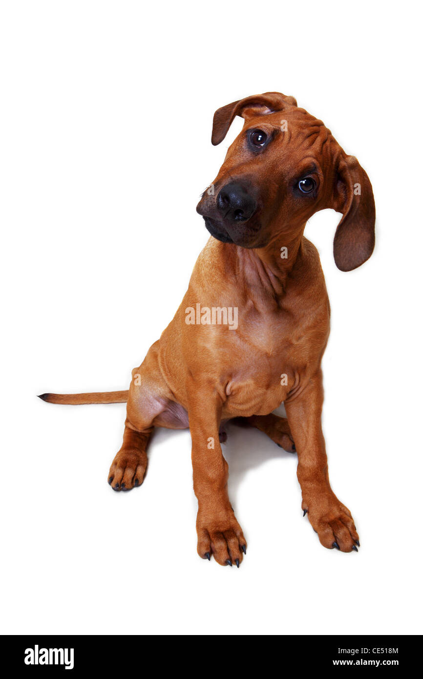 Rhodesian front hi-res stock photography and images - Alamy