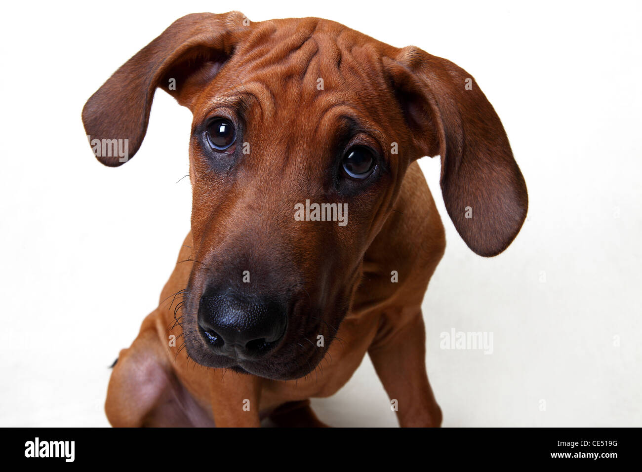 Rhodesian front hi-res stock photography and images - Alamy