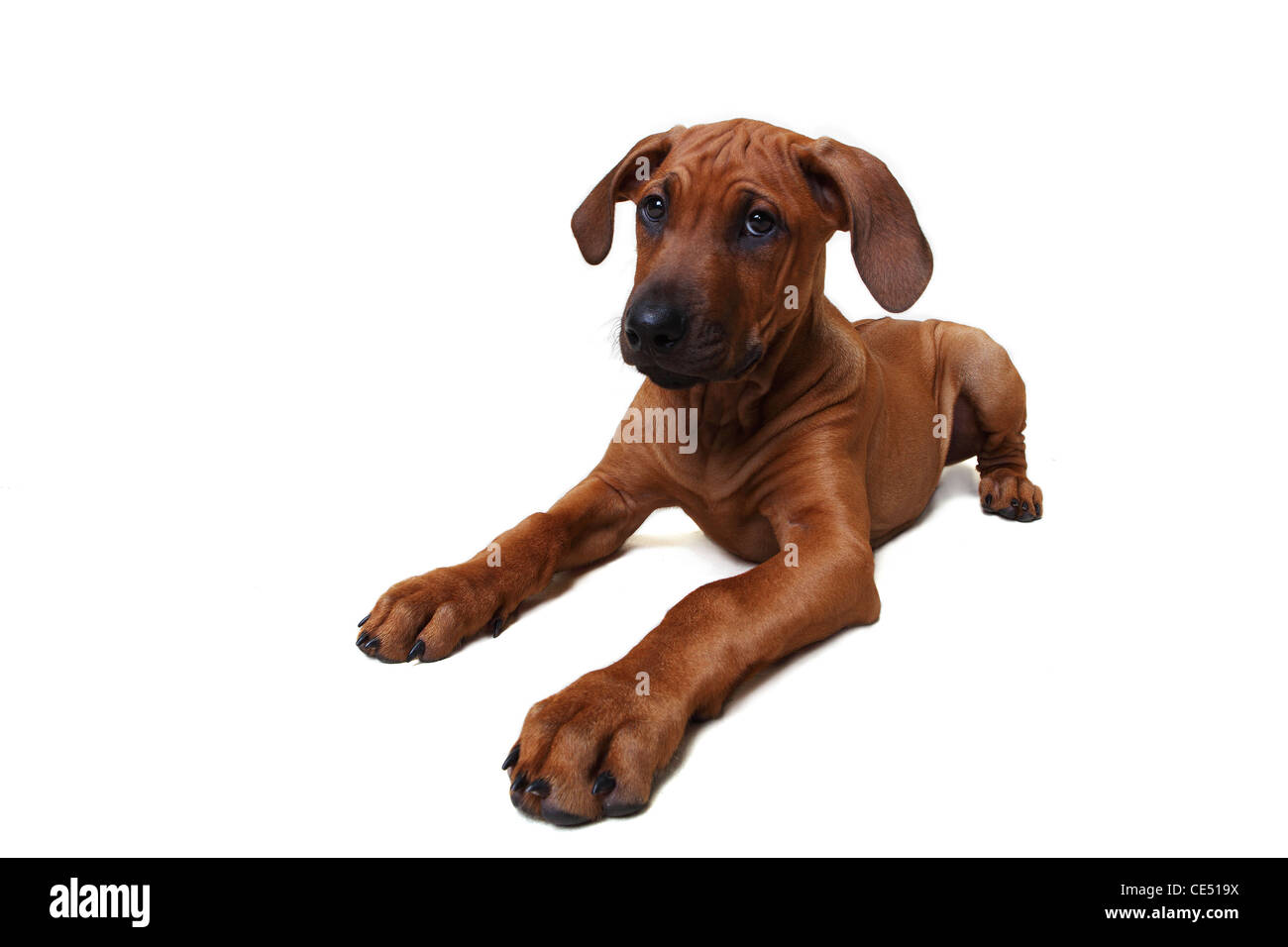 White rhodesian hi-res stock photography and images - Alamy