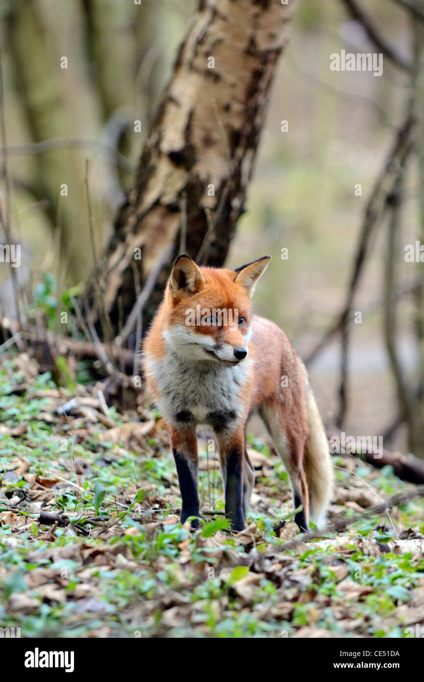 Red fox (Vulpes vulpes Stock Photo - Alamy