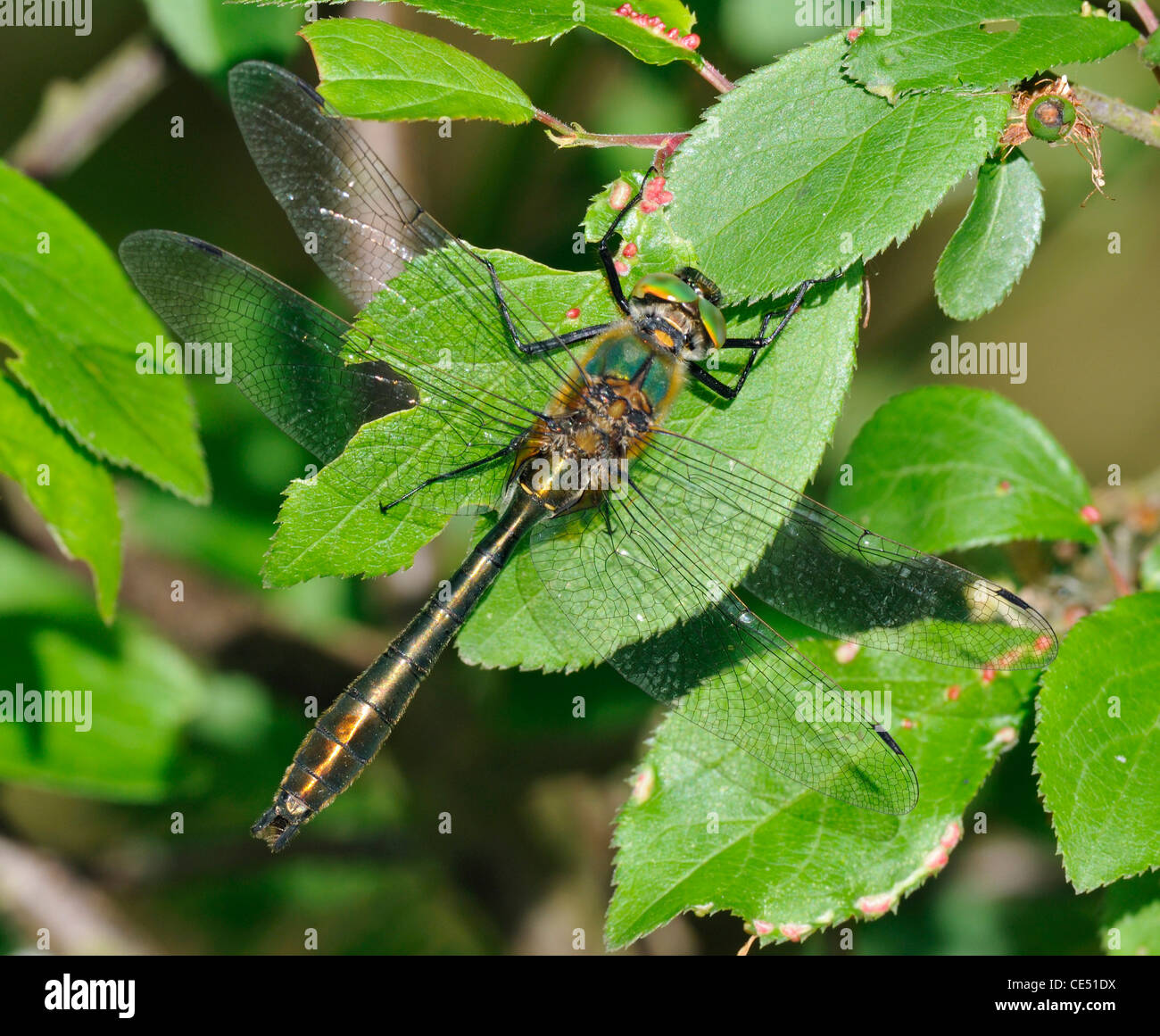 Downy emerald dragonfly cordulia aenea hi-res stock photography and ...