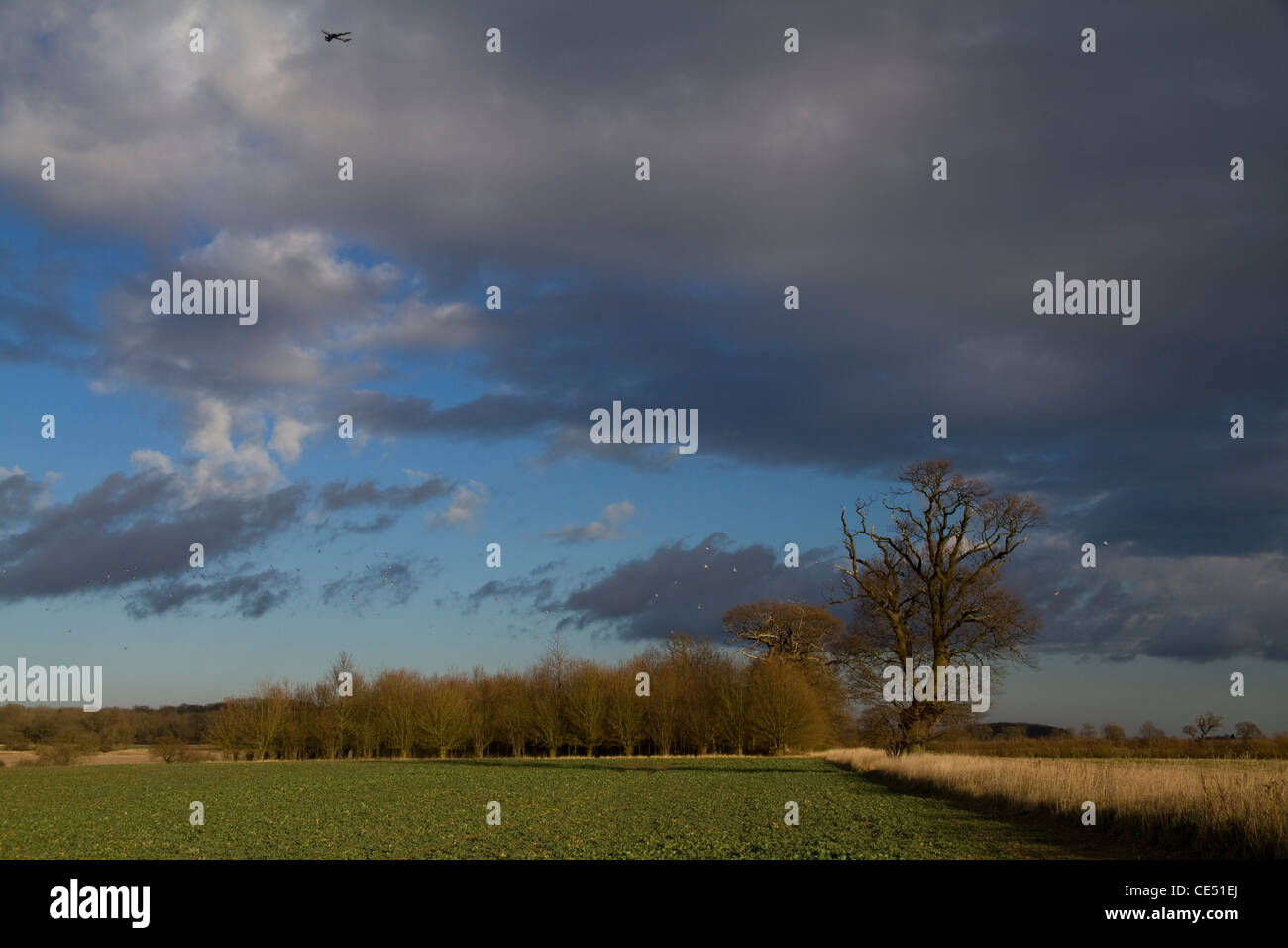 An American air force plane looks tiny in the sky above a huge oak tree ...