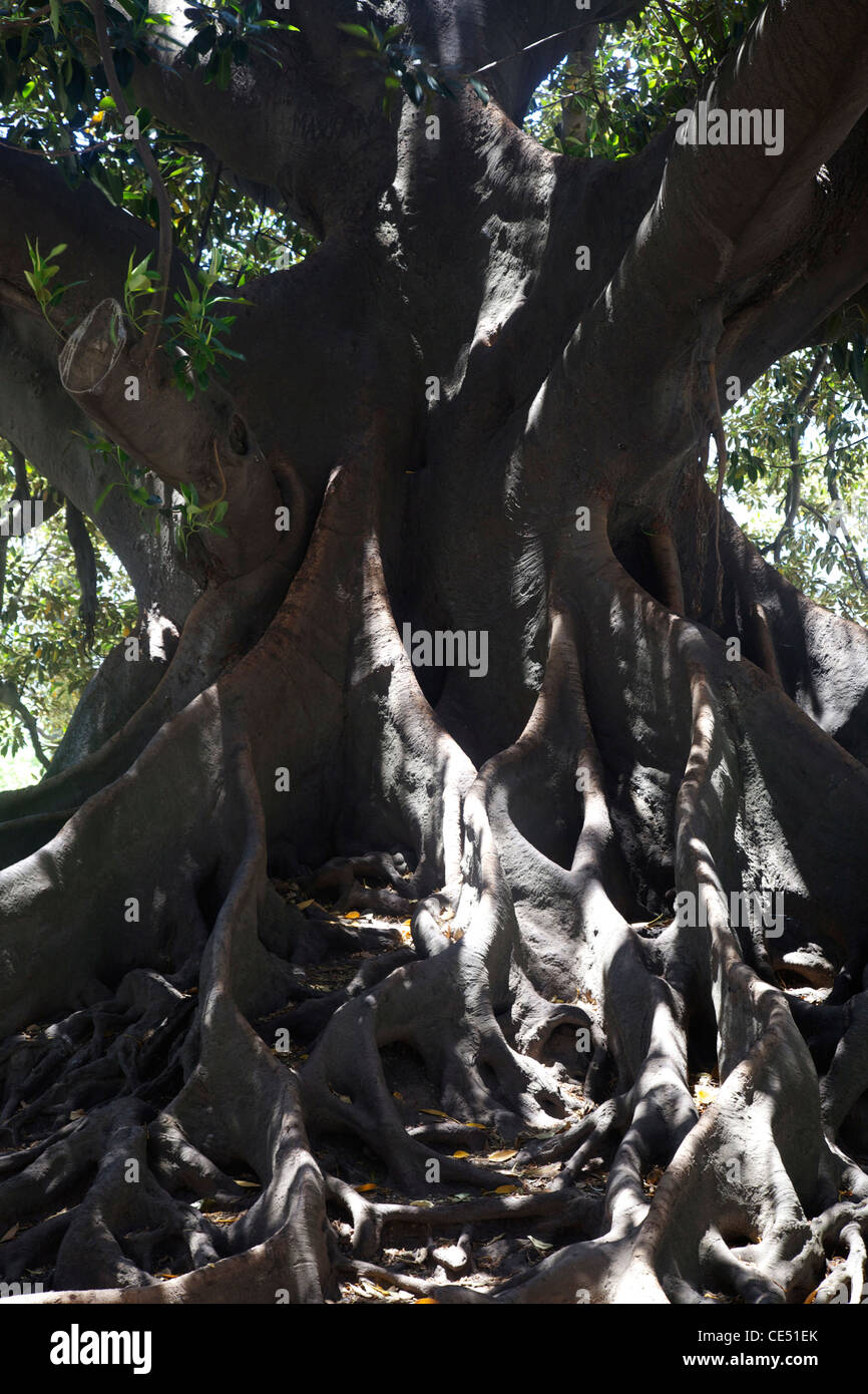 Rooted tree hi-res stock photography and images - Alamy