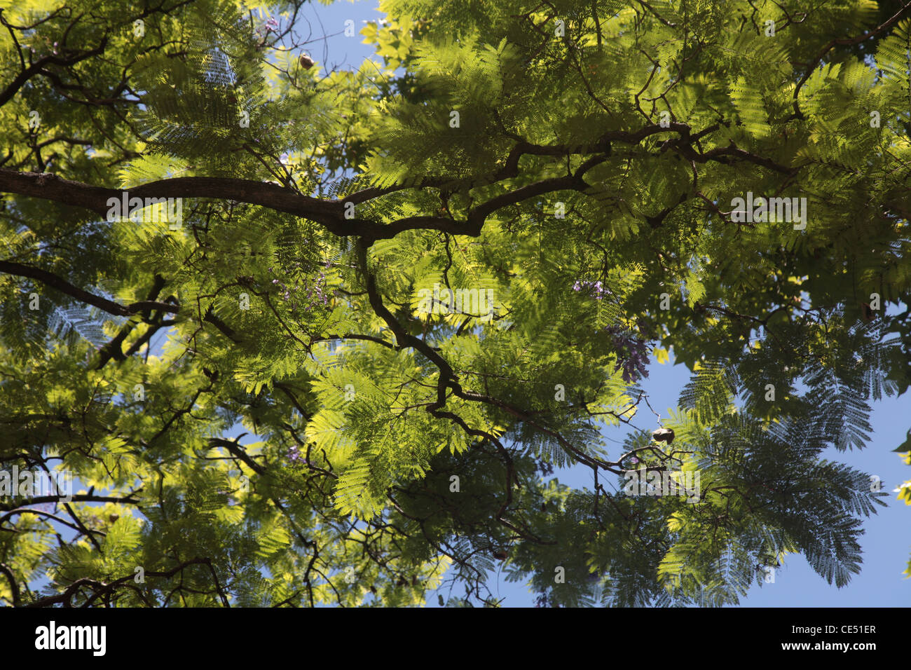 Branch green leaves jacaranda hi-res stock photography and images - Alamy