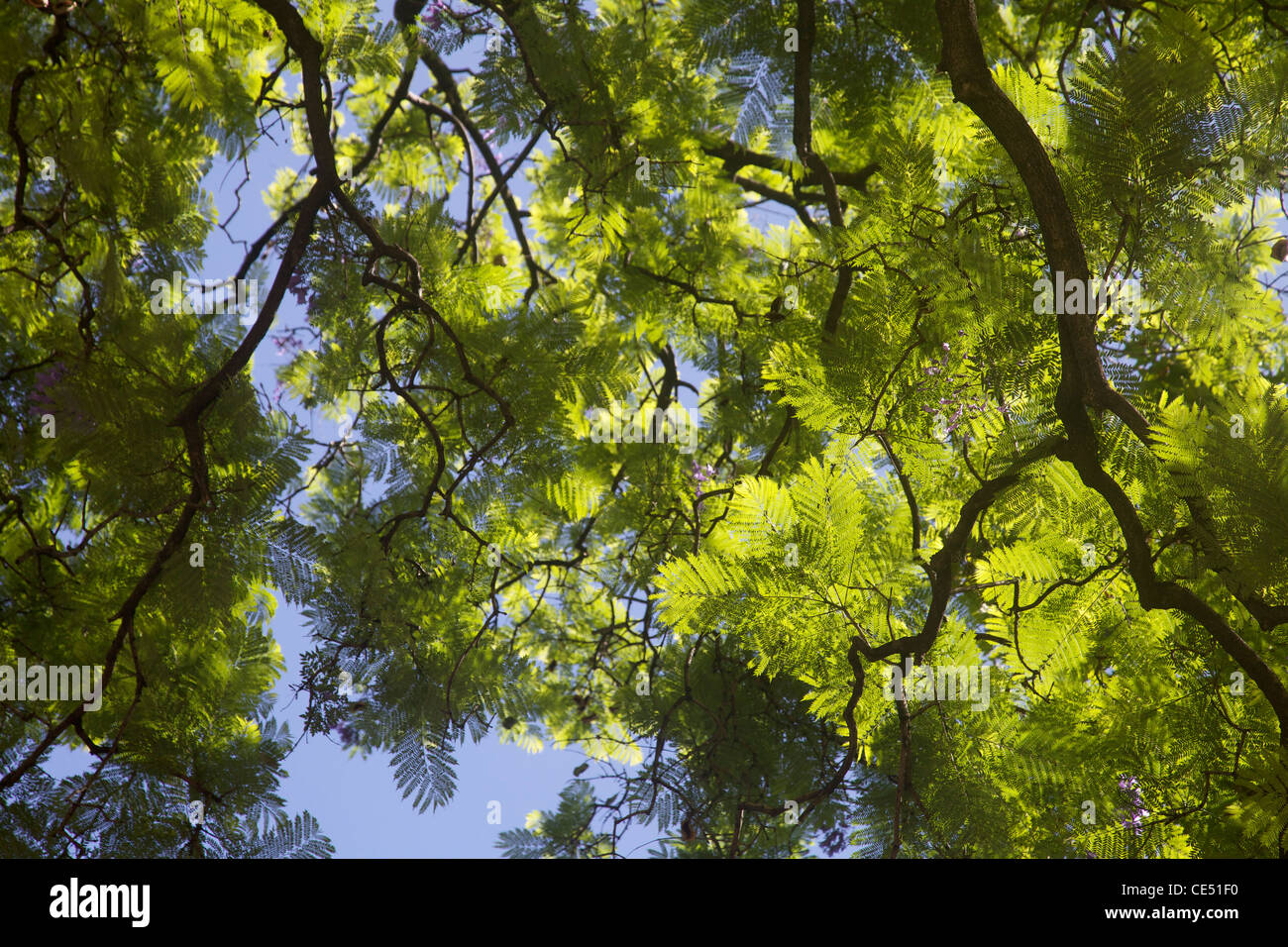 Jacaranda trees buenos aires hi-res stock photography and images - Alamy