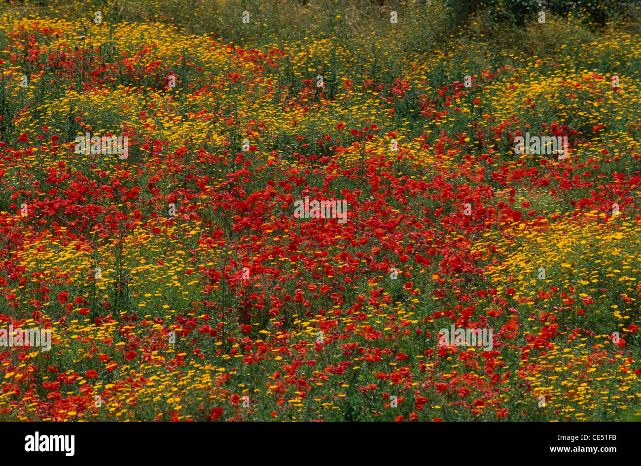Colourful Flowers in the Meadow Stock Photo - Alamy