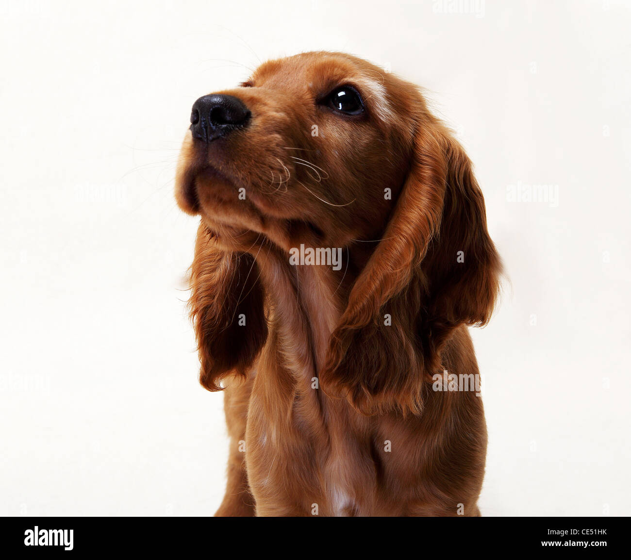 Working cocker spaniel hi-res stock photography and images - Alamy