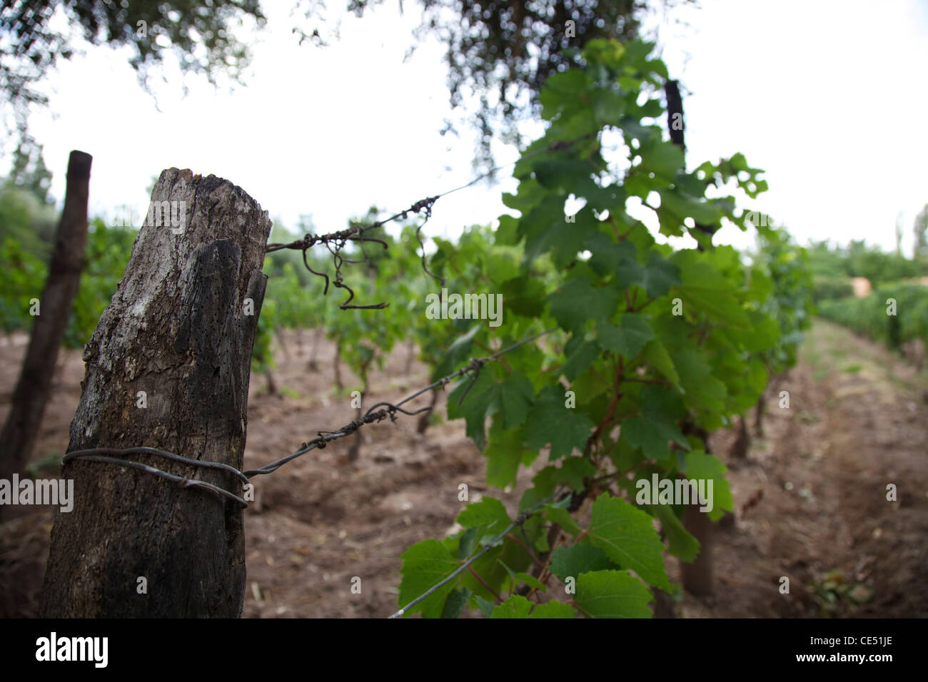 Vine wire hi-res stock photography and images - Alamy