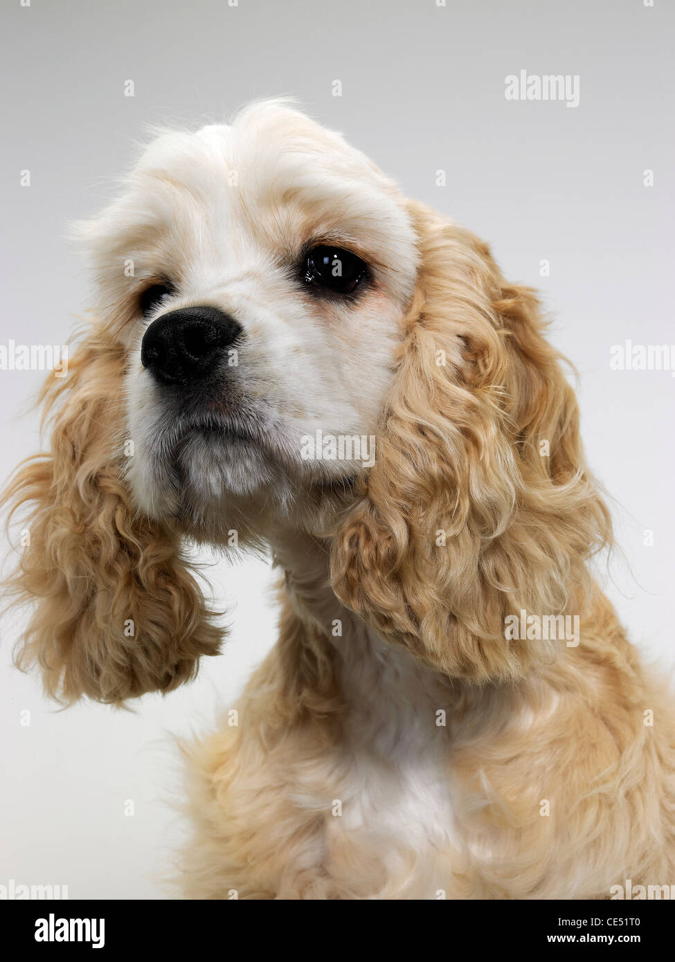 An American Cocker Spaniel looking sad Stock Photo - Alamy