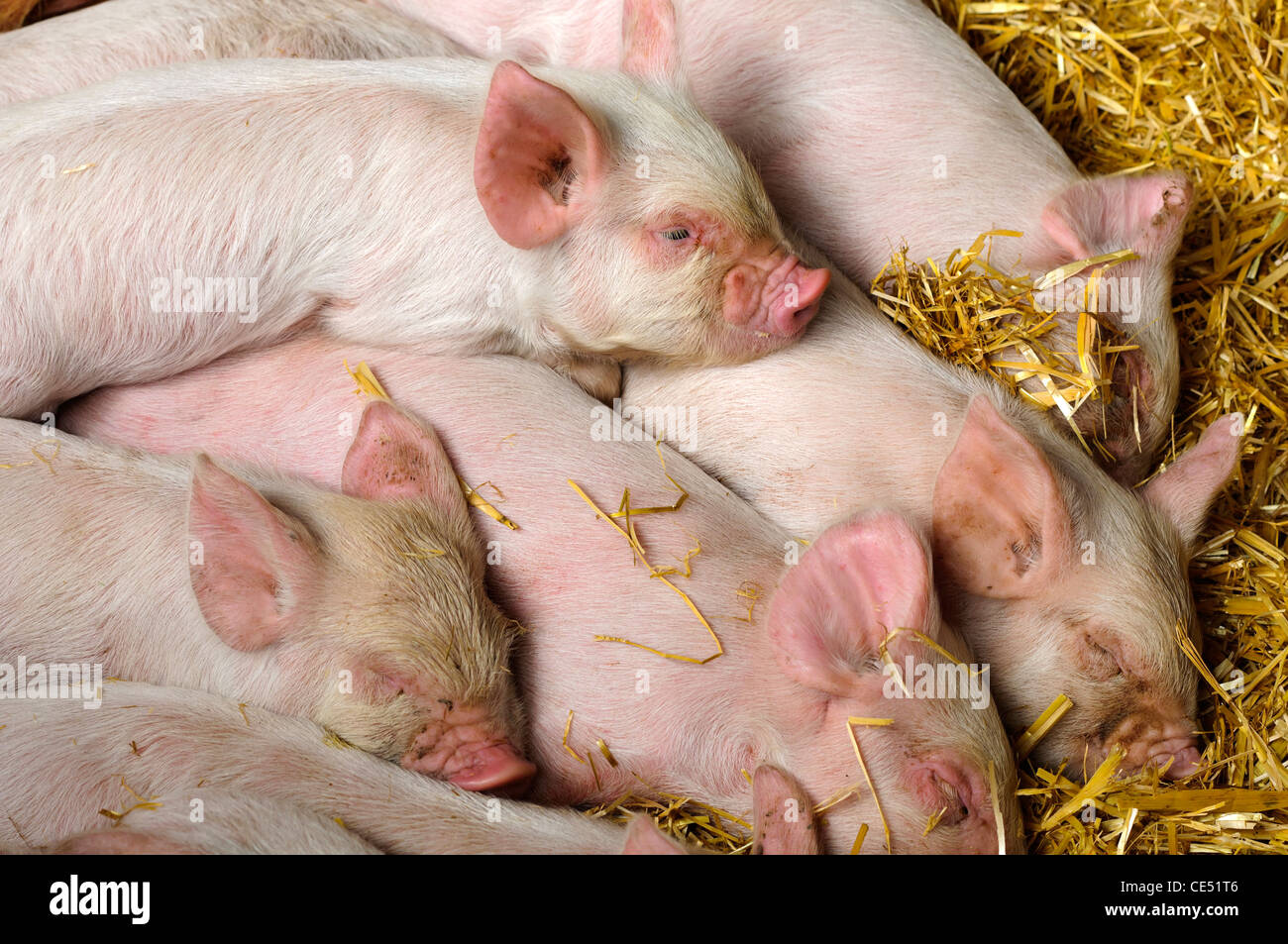 Young piglets sleeping together in a pile to keep warm Stock Photo - Alamy
