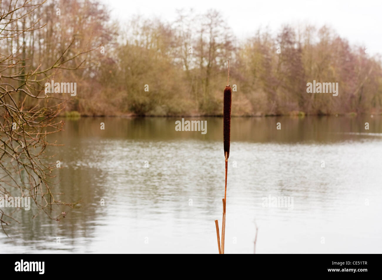 Bull rush hi-res stock photography and images - Alamy