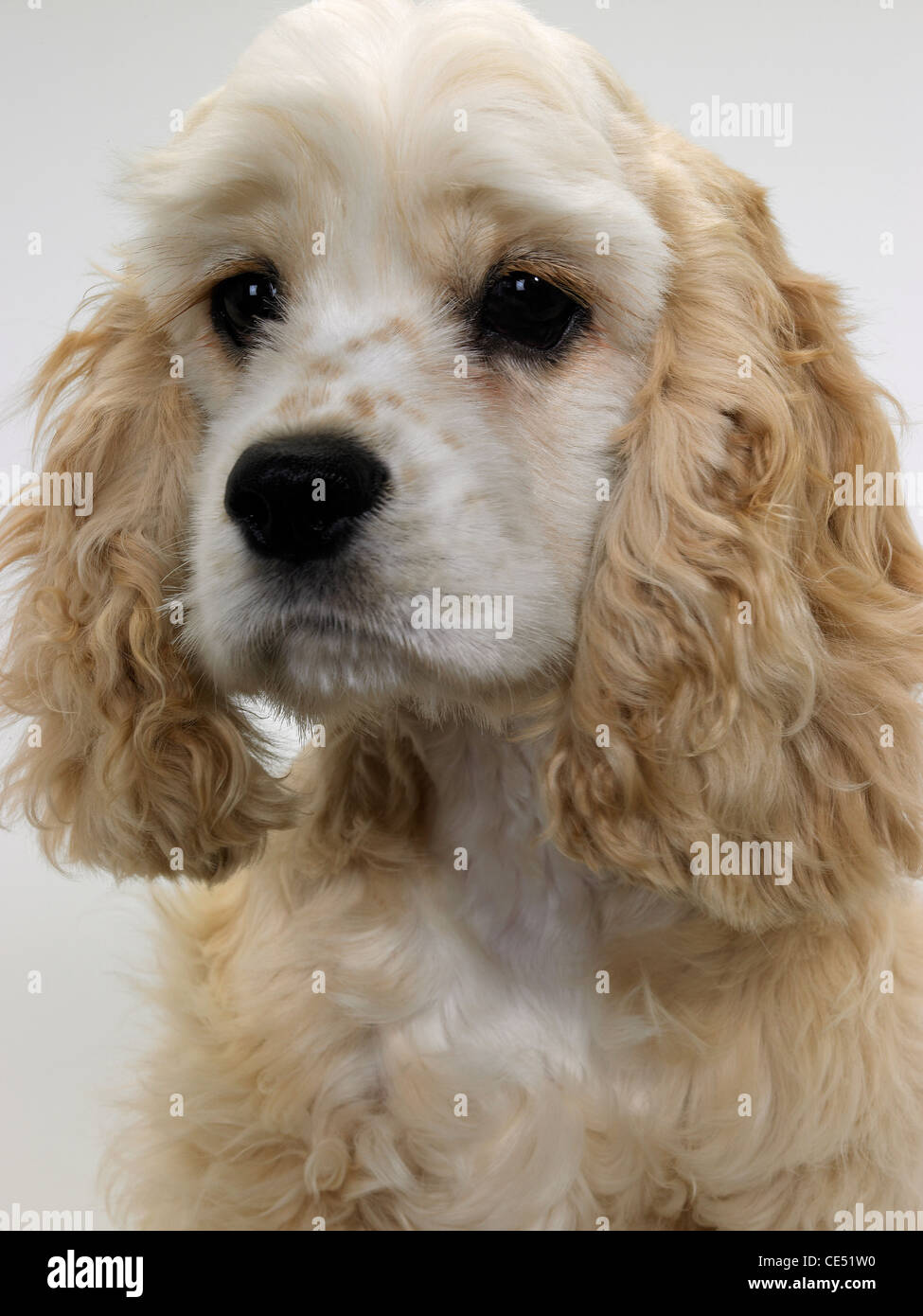 American spaniel hi-res stock photography and images - Alamy