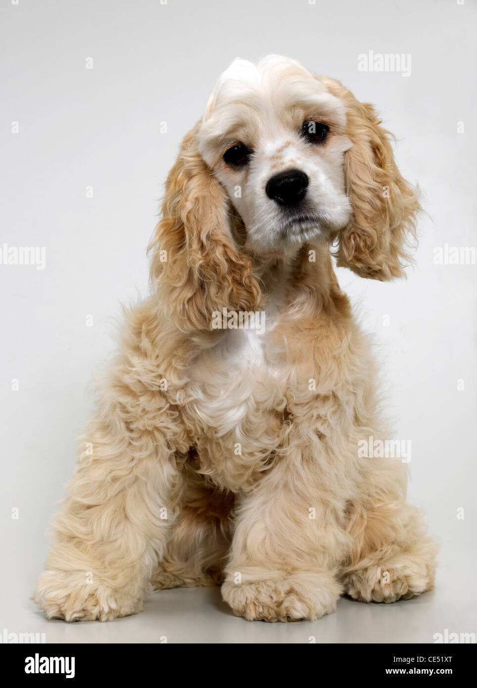 An American Cocker Spaniel looking inquisitive Stock Photo - Alamy