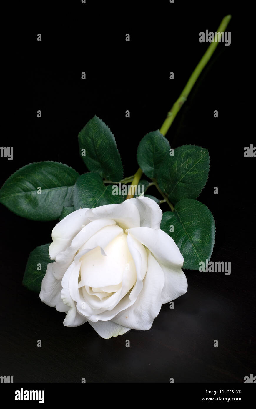 White single rose on a dark background Stock Photo - Alamy