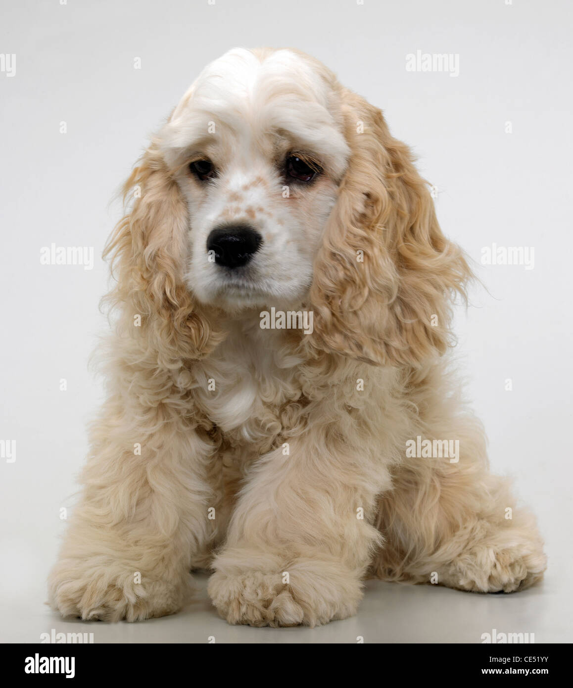 An American Cocker Spaniel looking sad Stock Photo - Alamy