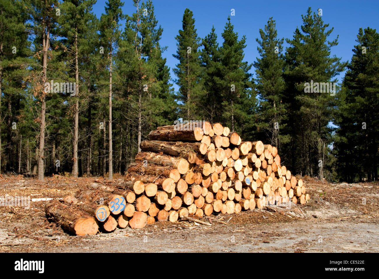 Cut timber new forest hi-res stock photography and images - Alamy