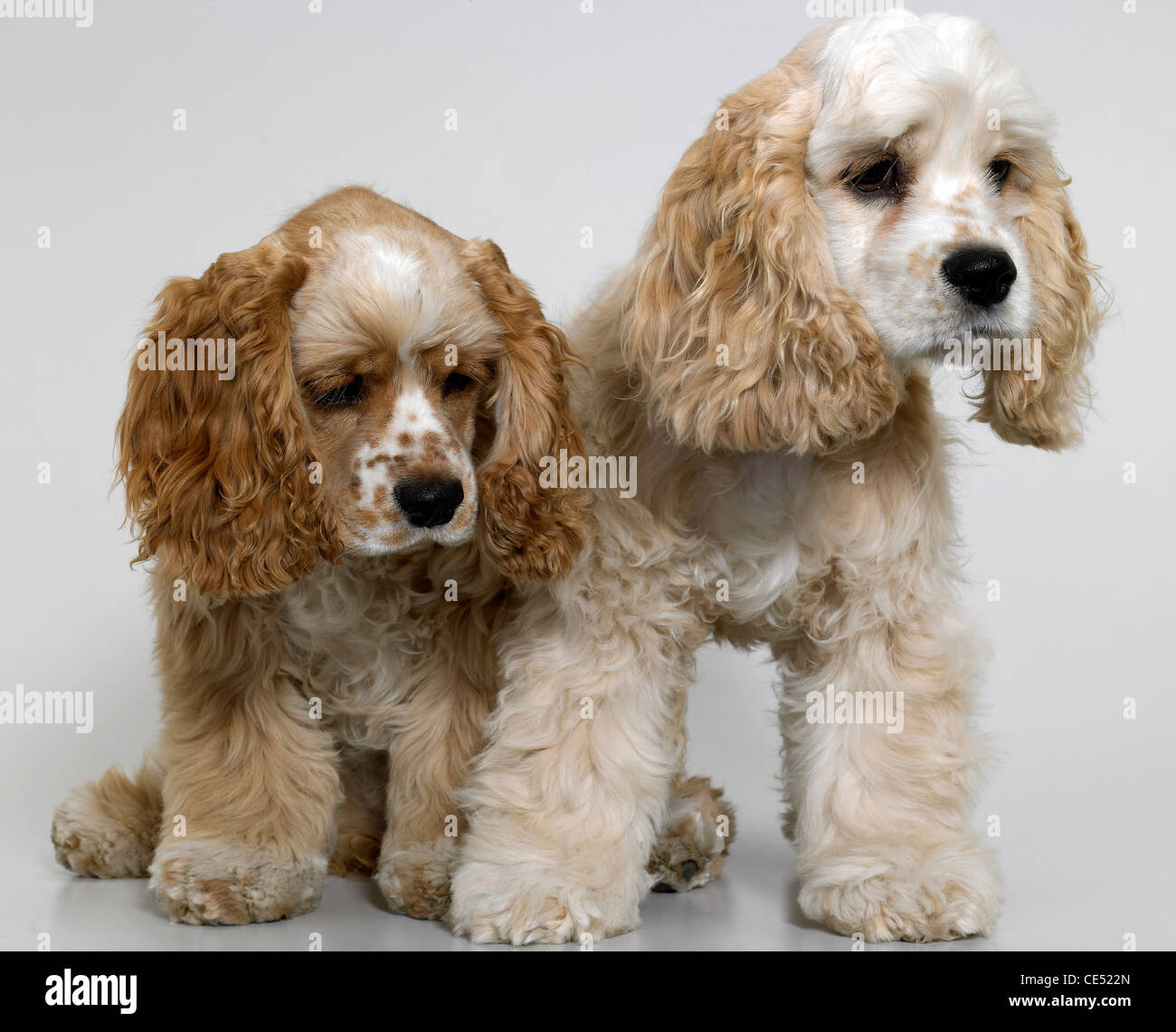 Two American Cocker Spaniel dogs looking sad Stock Photo - Alamy