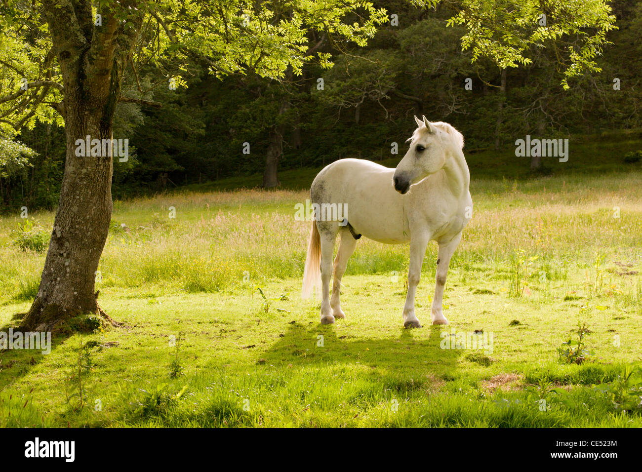 Horse standing under tree hi-res stock photography and images - Alamy