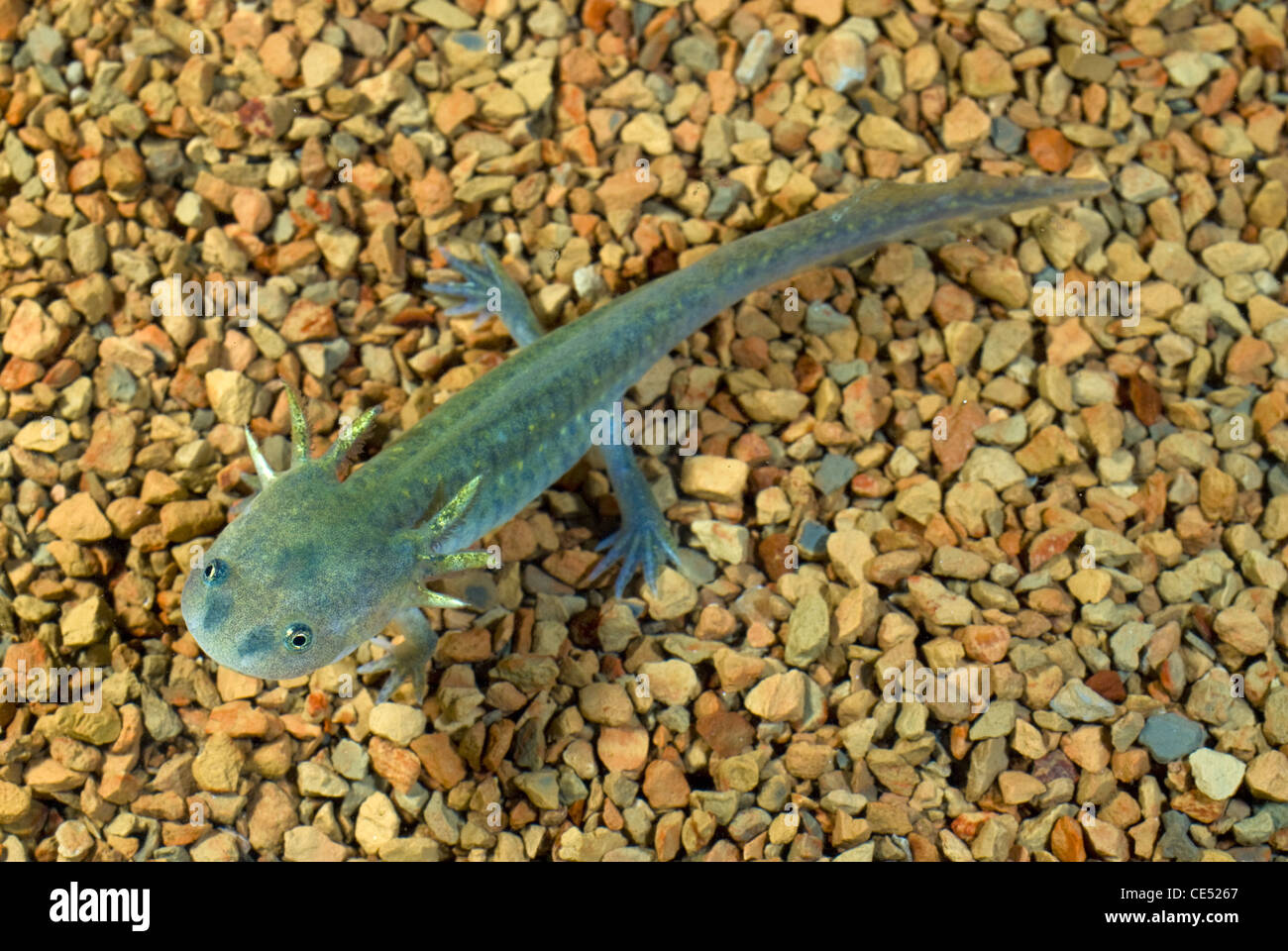 Tiger salamander ambystoma tigrinum hi-res stock photography and images ...