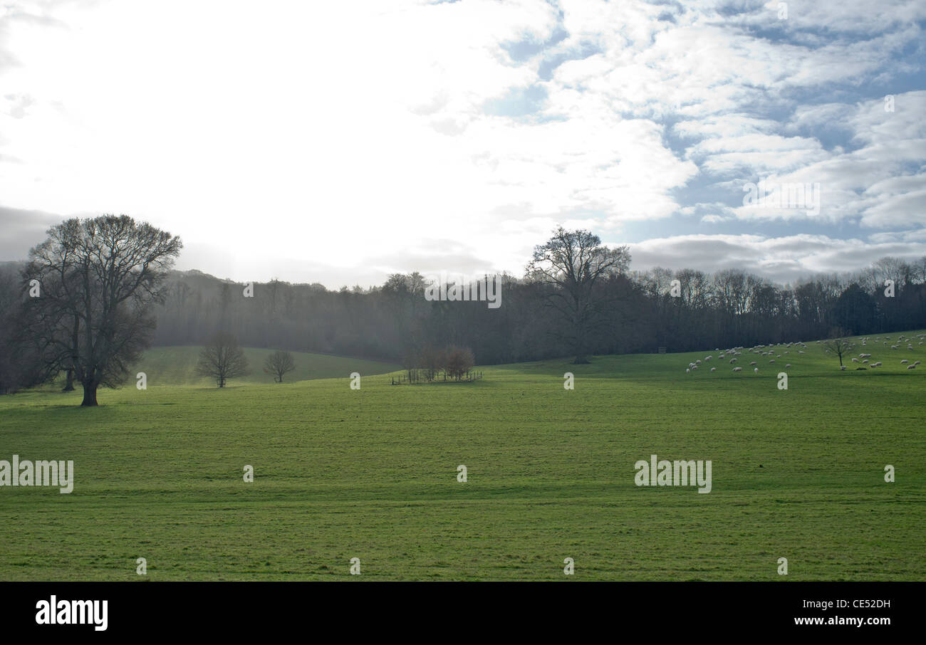 Morning mist over woodland on Ranmore common, surrey Stock Photo - Alamy